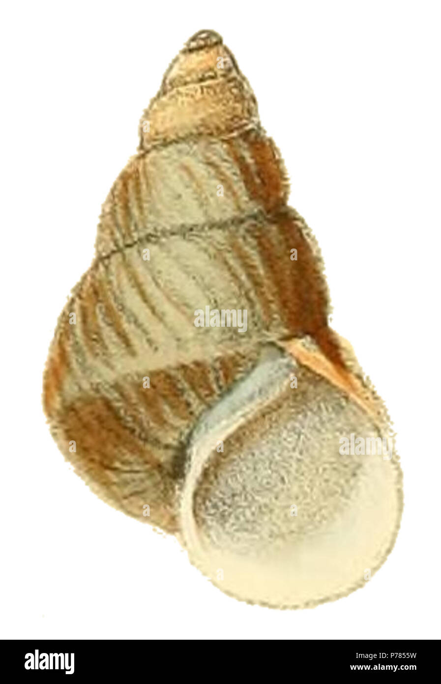 11 Bellamya aeruginosa shell 2 Stock Photo - Alamy
