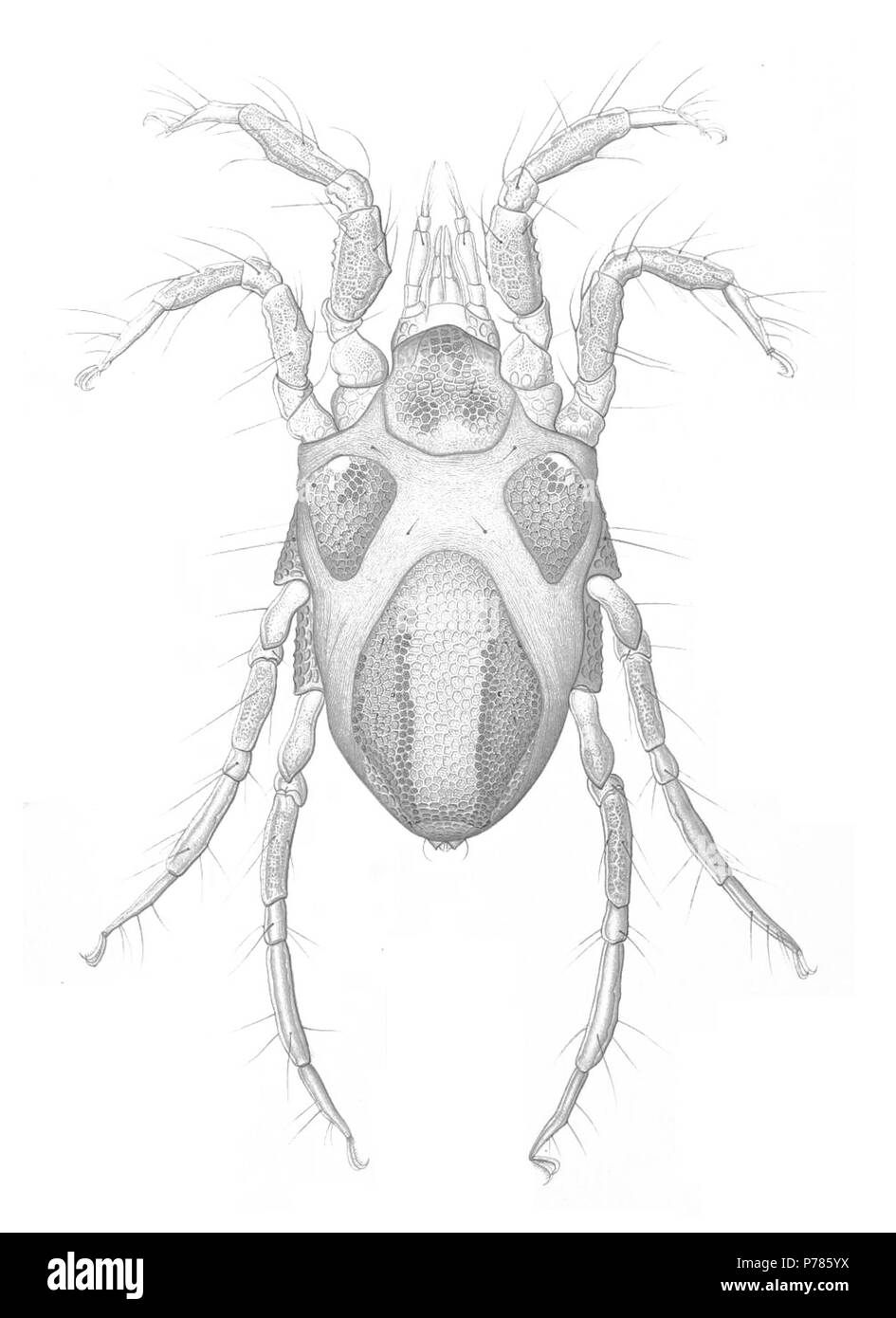 Copidognathus hi-res stock photography and images - Alamy