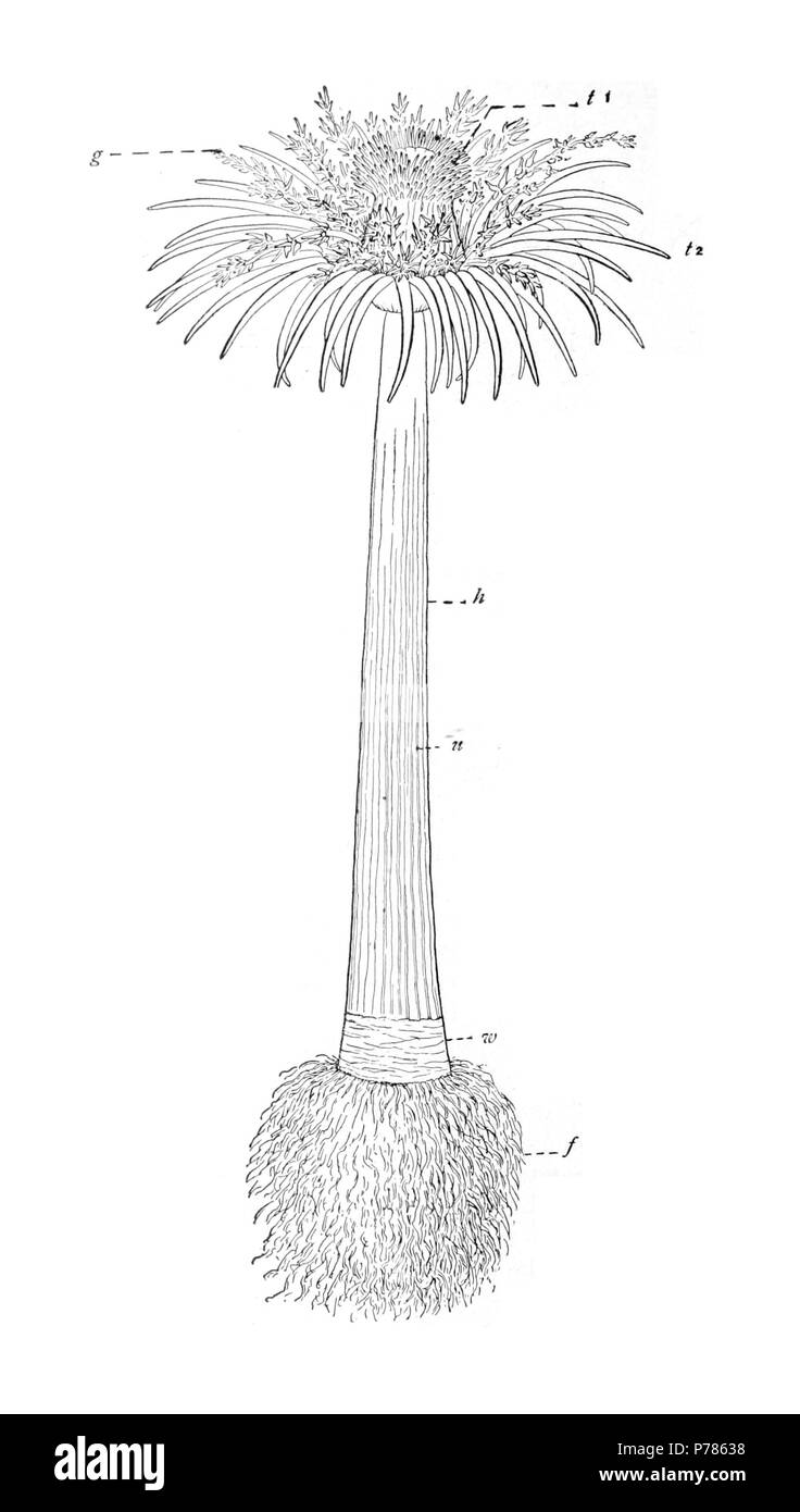 Corymorpha High Resolution Stock Photography and Images - Alamy