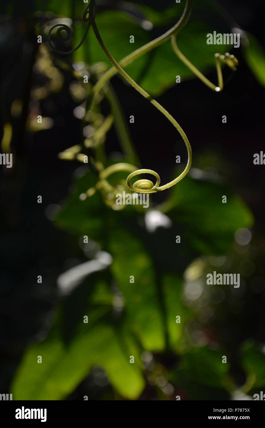 Curved stems hi-res stock photography and images - Alamy