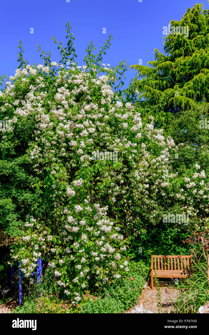 White rambling climbing rose roses hi-res stock photography and images ...