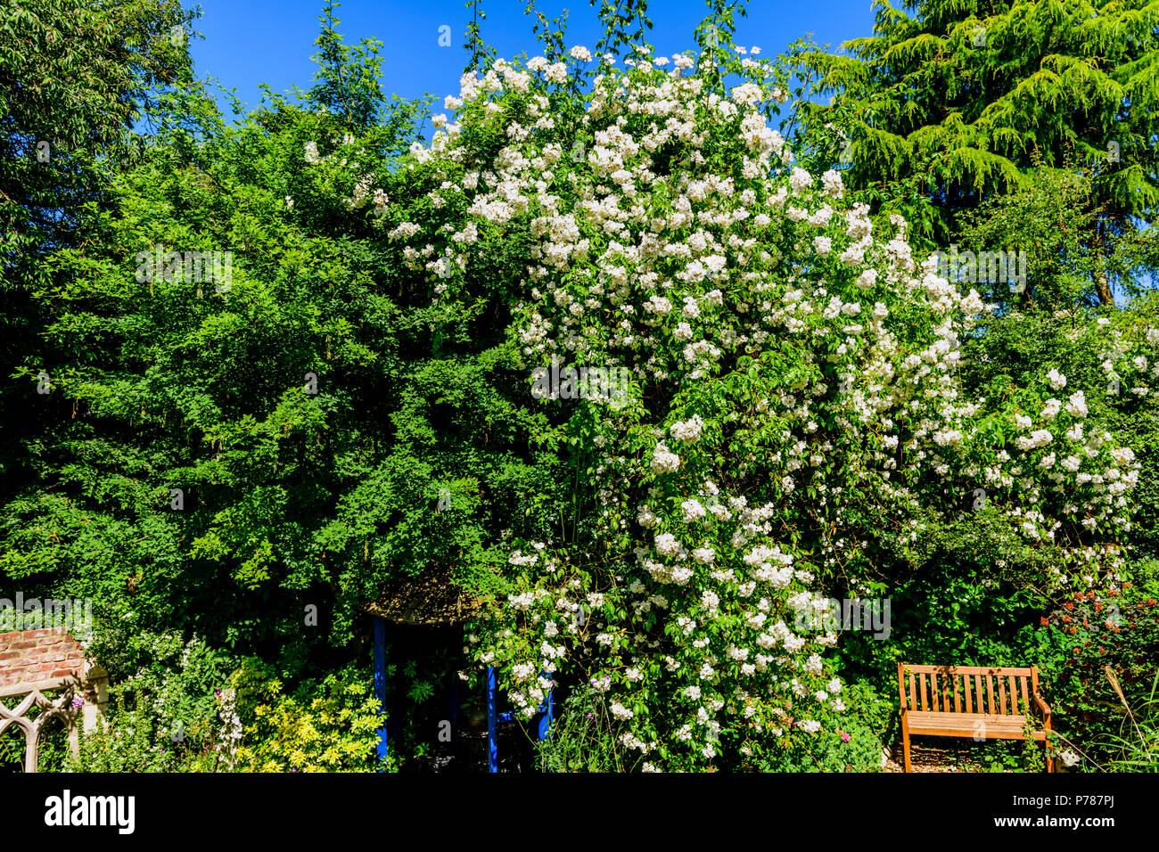 Rambling climbing rose roses hi-res stock photography and images - Alamy