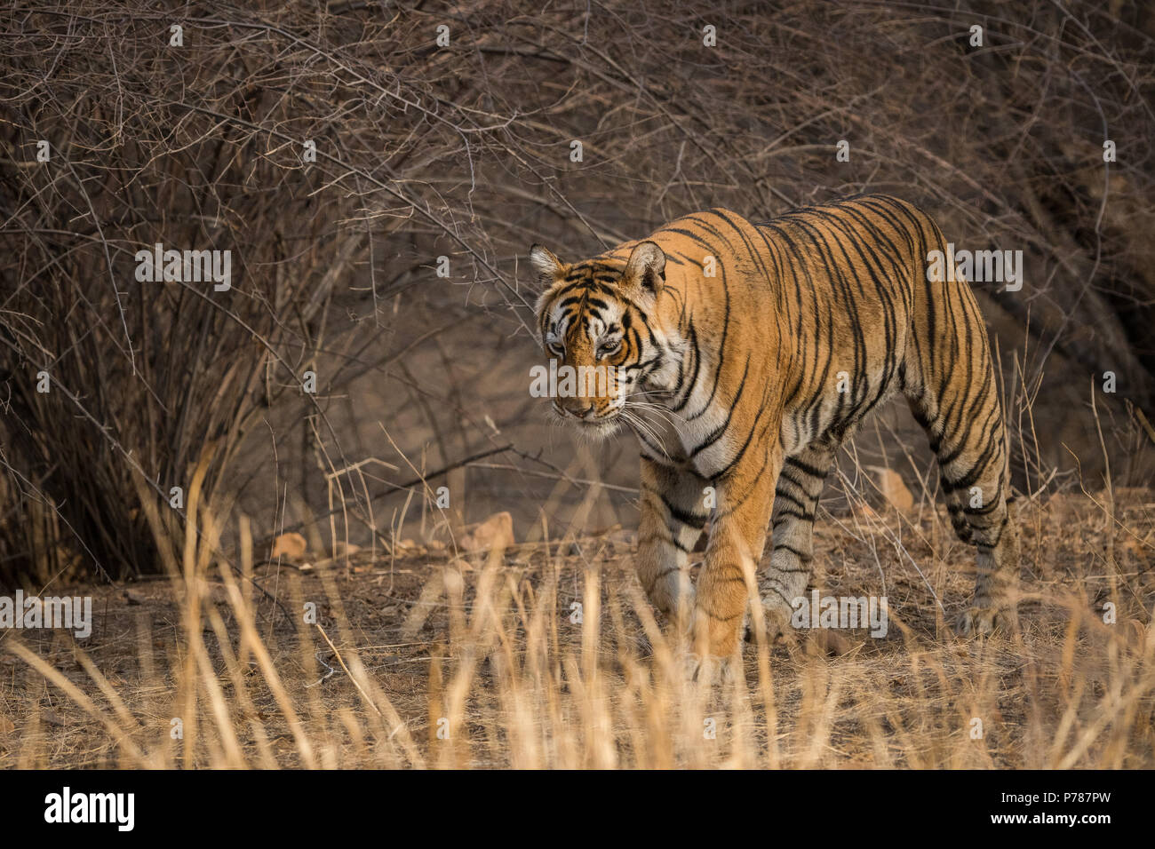 An evening in a beautiful tigress roaming around in her territory Stock ...