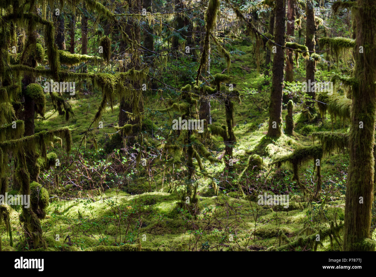 A ray of sunlight streams on the floor of a dense Alaskan rain forest ...