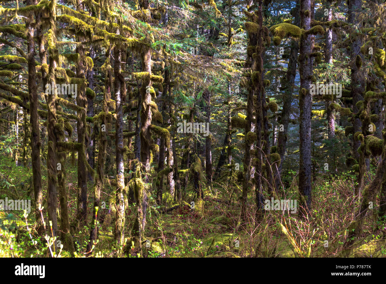 Trees, underbrush and foliage in an Alaskan rain forest Stock Photo - Alamy