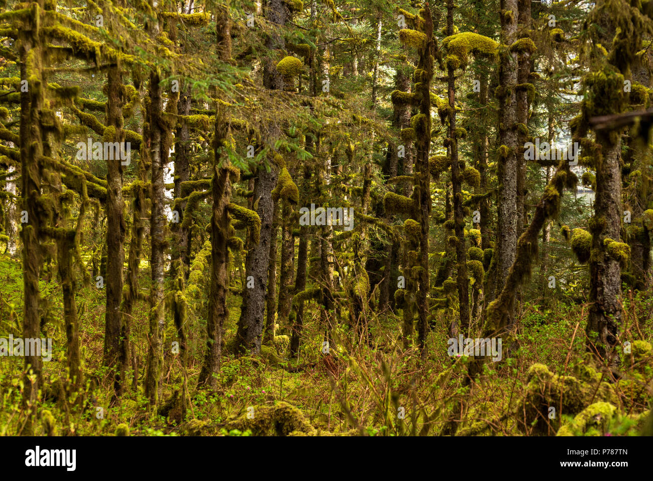 Green trees, moss and underbrush in a densely packed section of Alaskan ...
