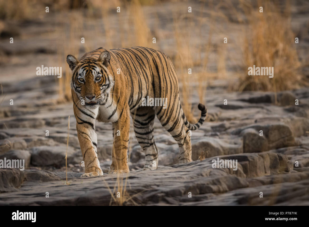 Straight extinction hi-res stock photography and images - Alamy