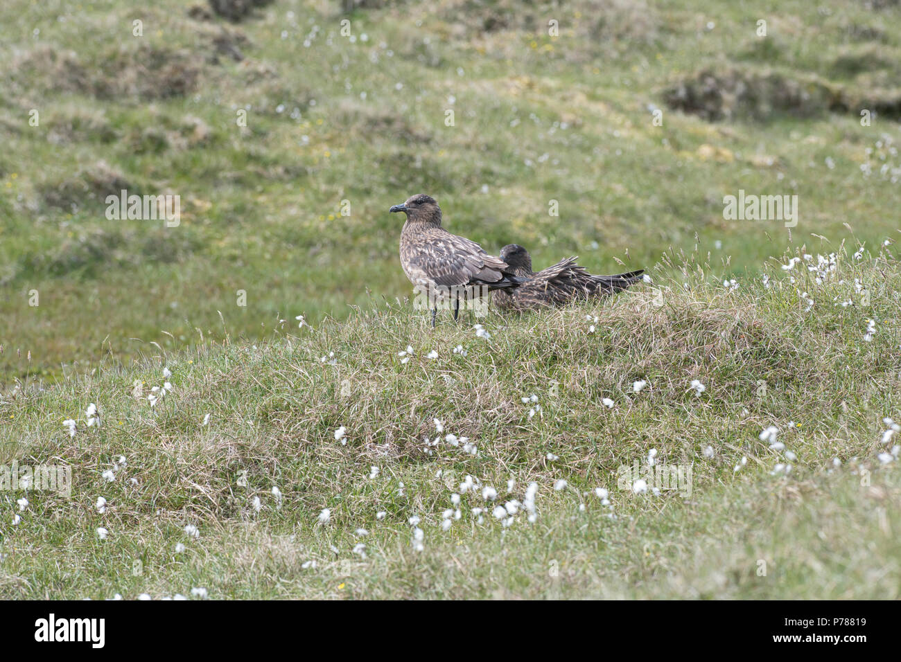 Great skua (Stercorarius skua), pair at nest Stock Photo - Alamy