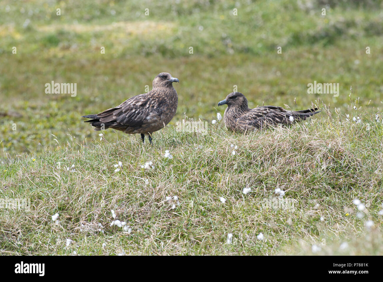 Skua grand stercorarius skua hi-res stock photography and images - Alamy