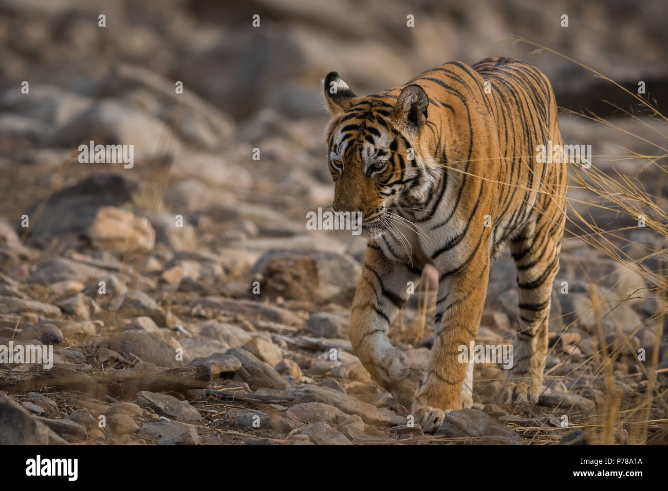A dominant tigress on her territory marking Stock Photo - Alamy