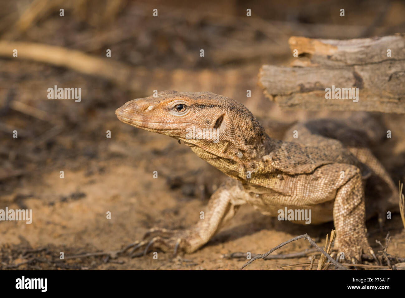 Monitor Lizard basking sun Stock Photo - Alamy