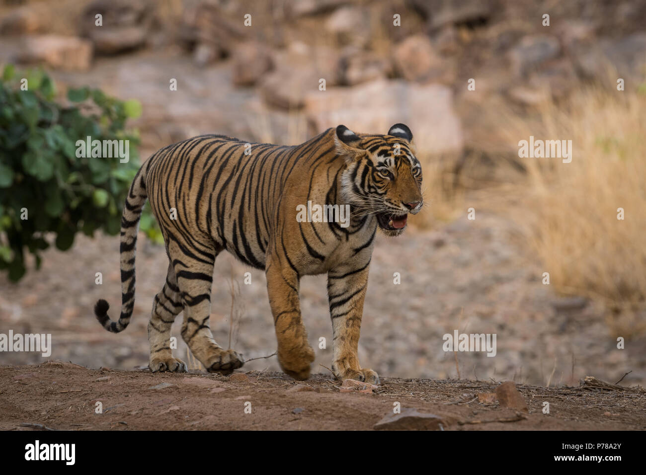 A beautiful sub adult tigress after fight with a male tiger Stock Photo ...