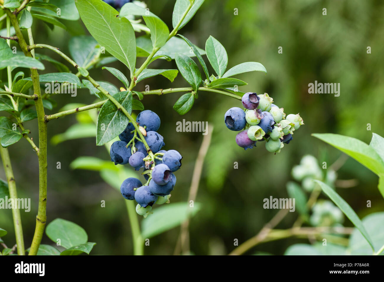 Ripe blueberries on the bush ready to pick Stock Photo - Alamy