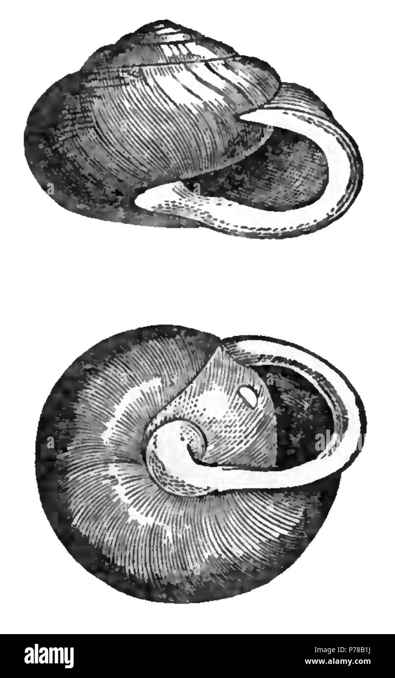 English: drawing of the shell of Neohelix albolabris (in the source ...