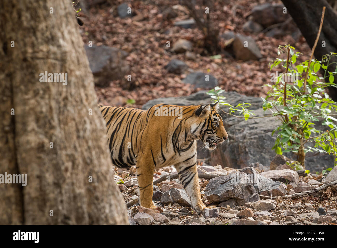 A tiger stalking its prey hi-res stock photography and images - Alamy