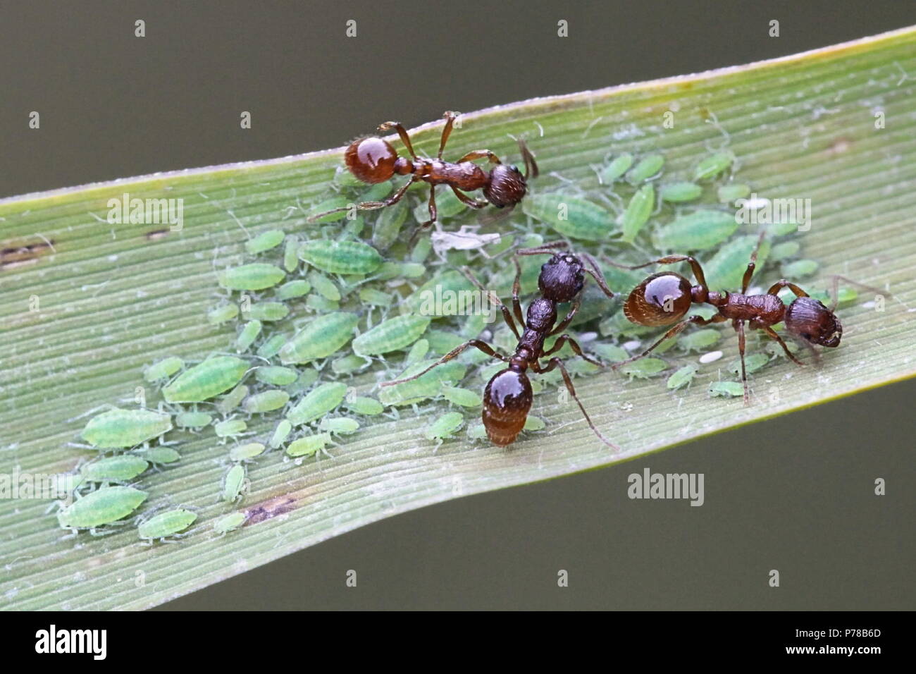 Ant milking aphids hi-res stock photography and images - Alamy
