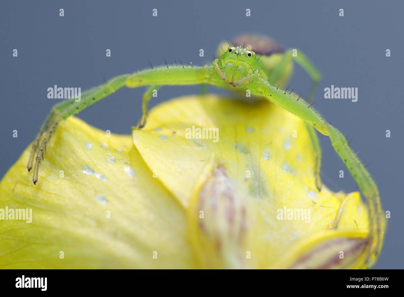 Predators crab spider hi-res stock photography and images - Alamy