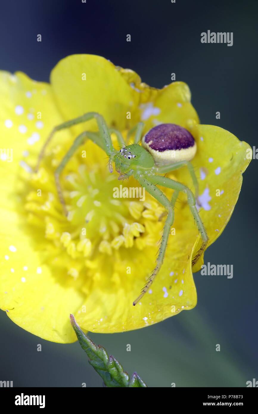 Green crab spider, Diaea dorsata Stock Photo - Alamy