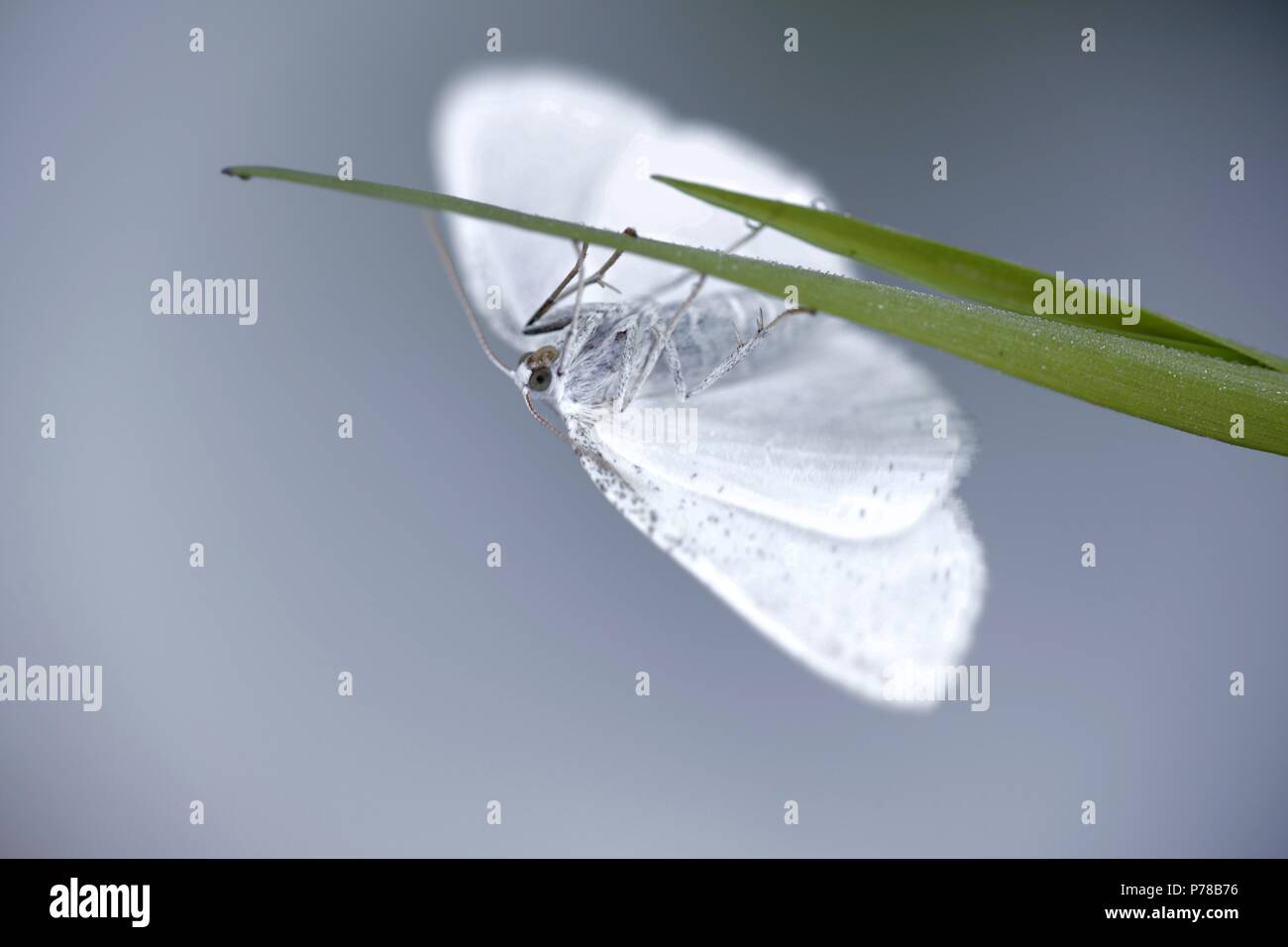 Common white wave moth, Cabera pusaria Stock Photo - Alamy