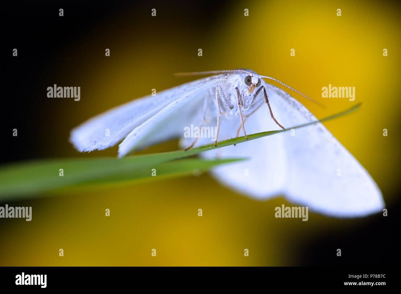 Common white wave moth, Cabera pusaria Stock Photo - Alamy
