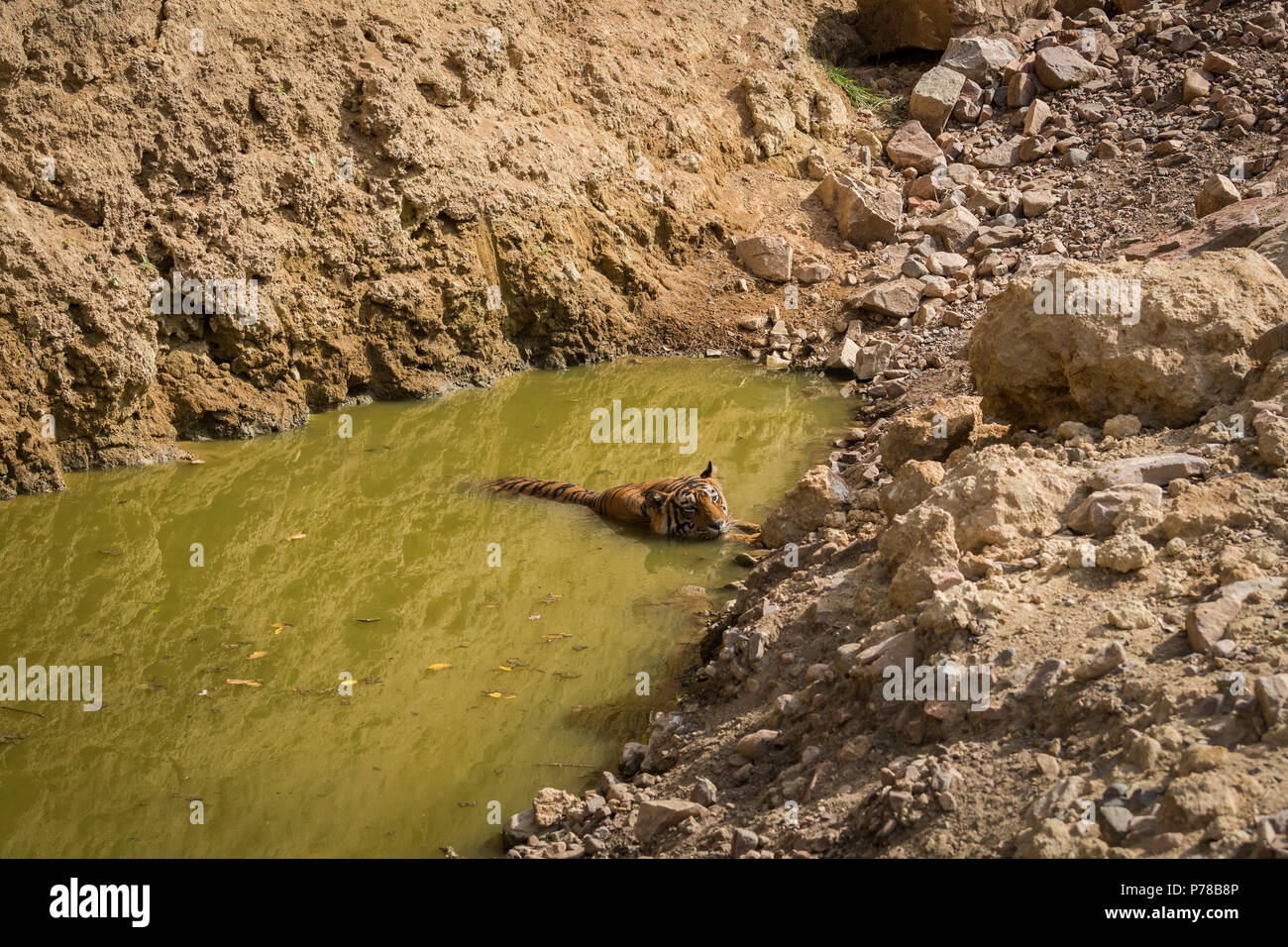 A male tiger cooling off in water hole, Ranthambore National Park Stock ...