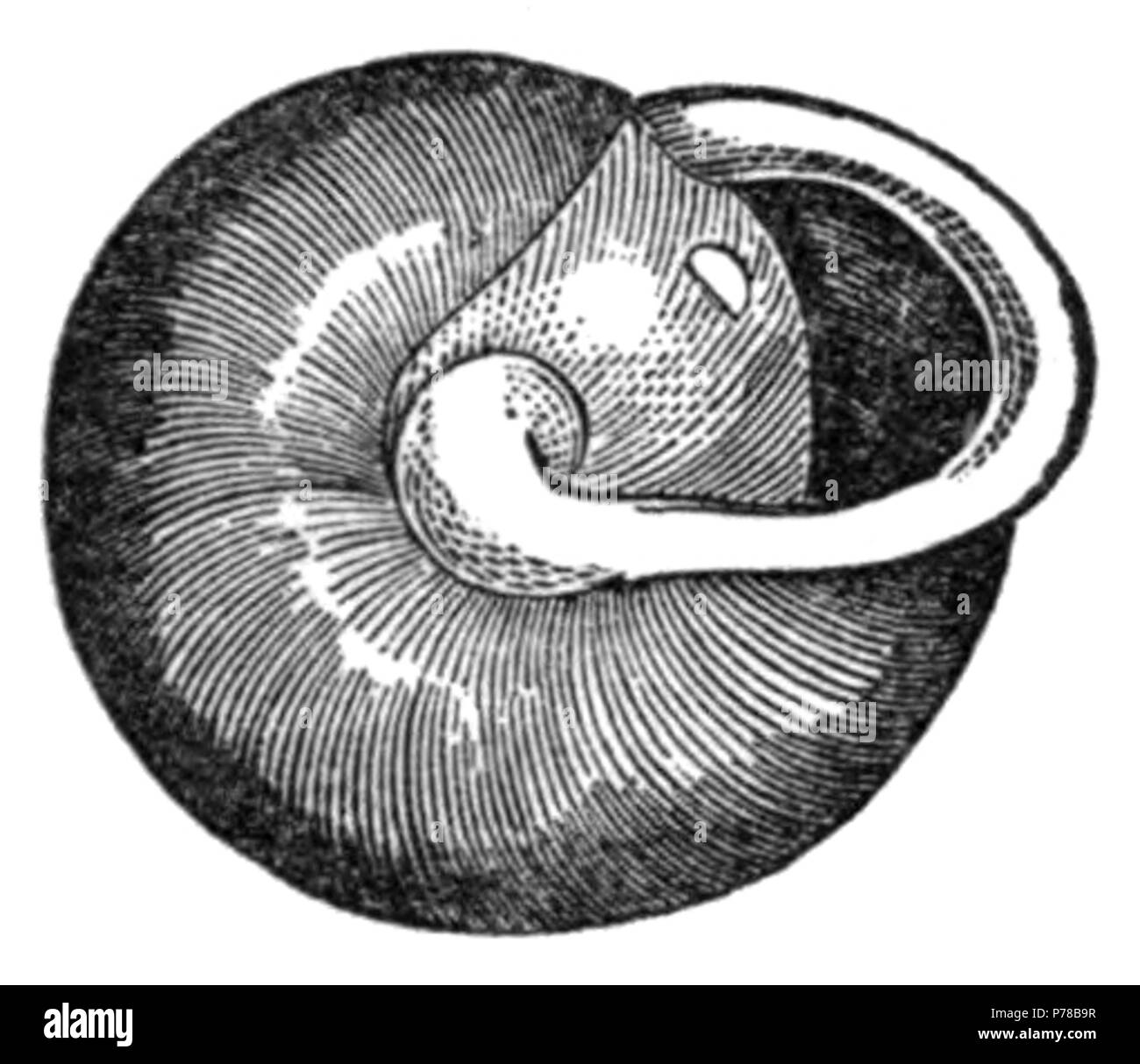 English: drawing of the shell of Neohelix albolabris (in the source ...