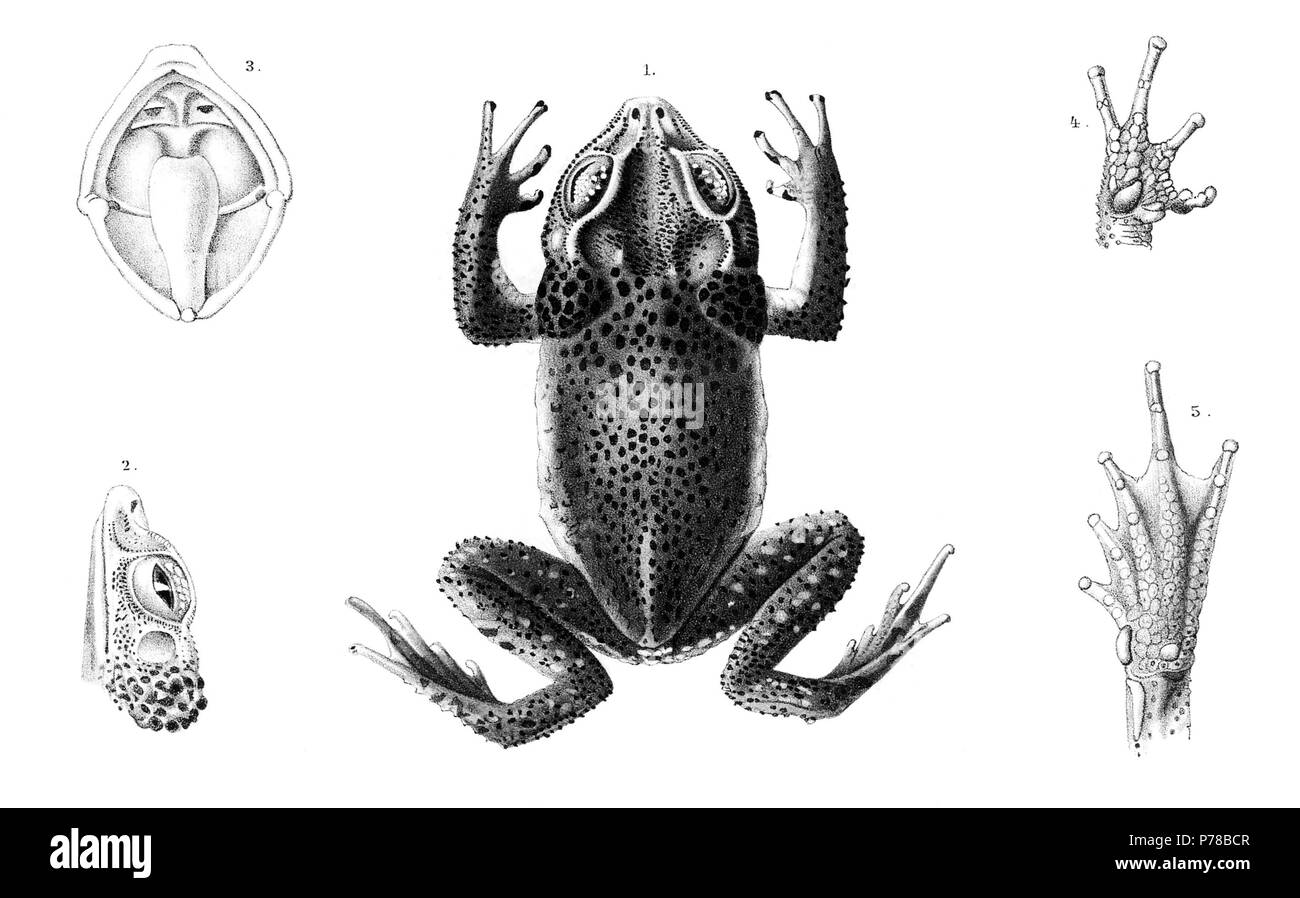 48 Nouvelle espèce de batracien anoure des Illes Philippines, p. 7 ...