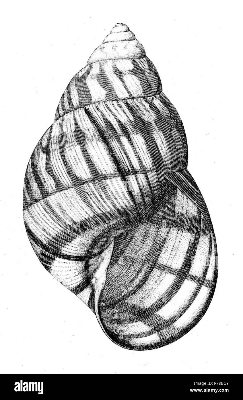 Orthalicus reses reses hi-res stock photography and images - Alamy