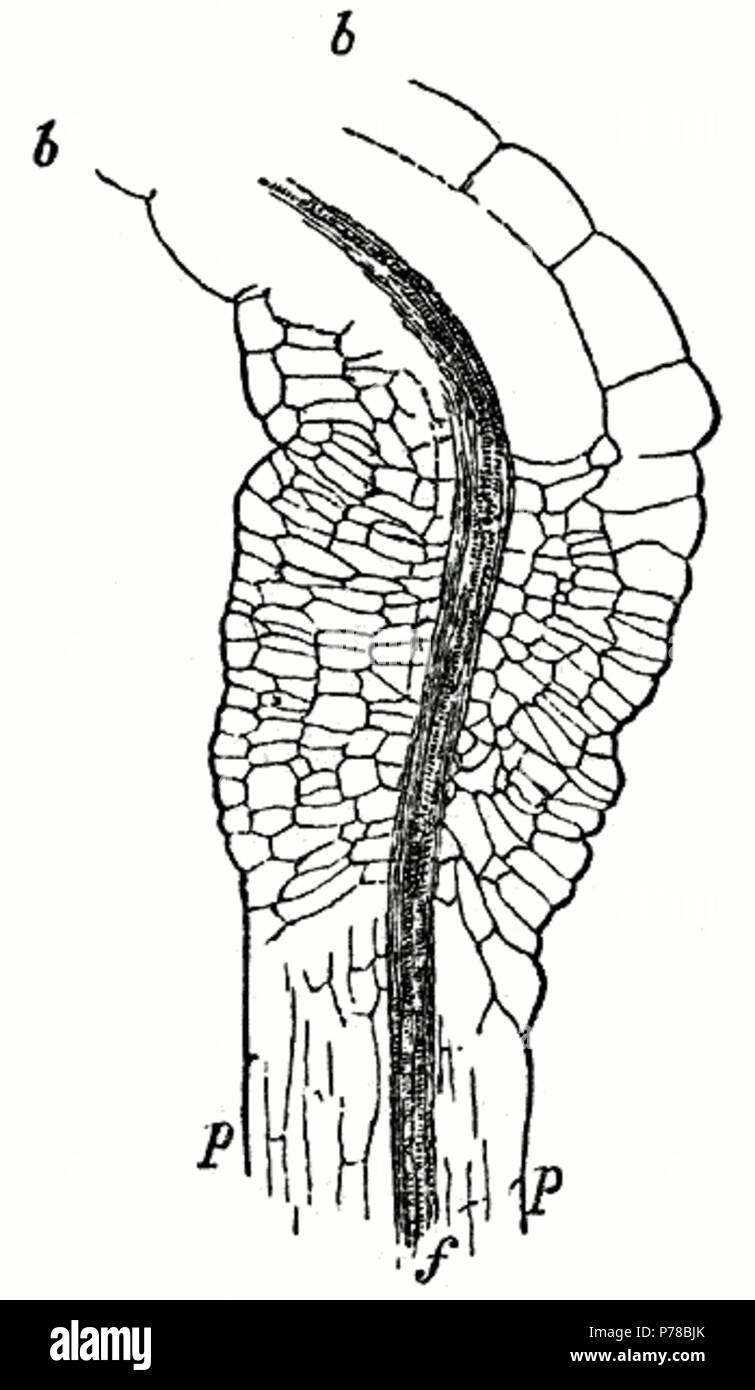 Longitudinal Axis Needling