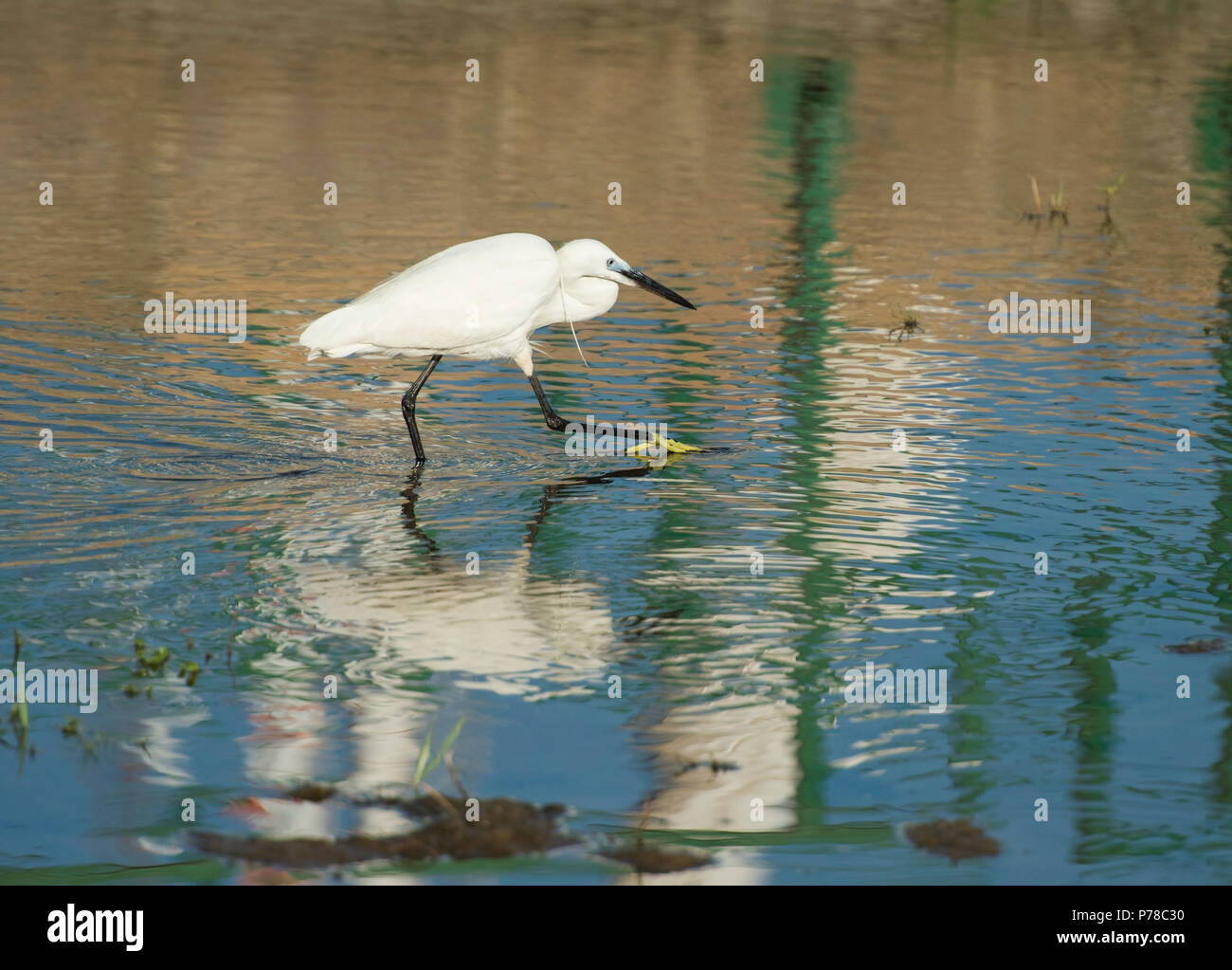 Egret hunting in shallow water hi-res stock photography and images - Alamy