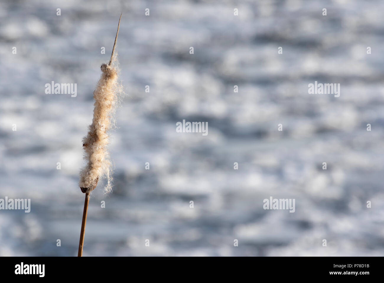 Reed mace hi-res stock photography and images - Alamy