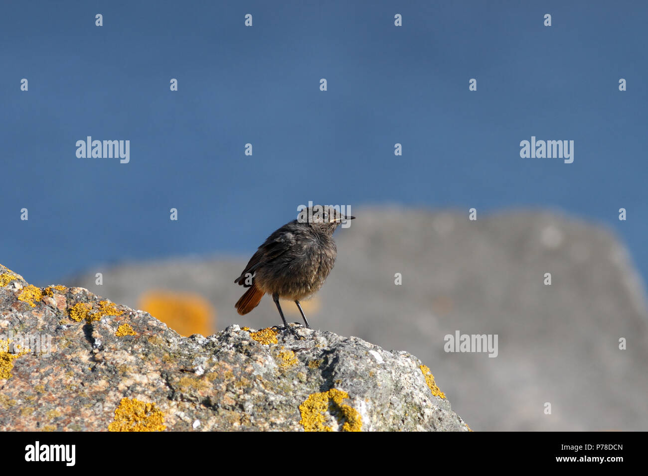 Portugal robin hi-res stock photography and images - Alamy