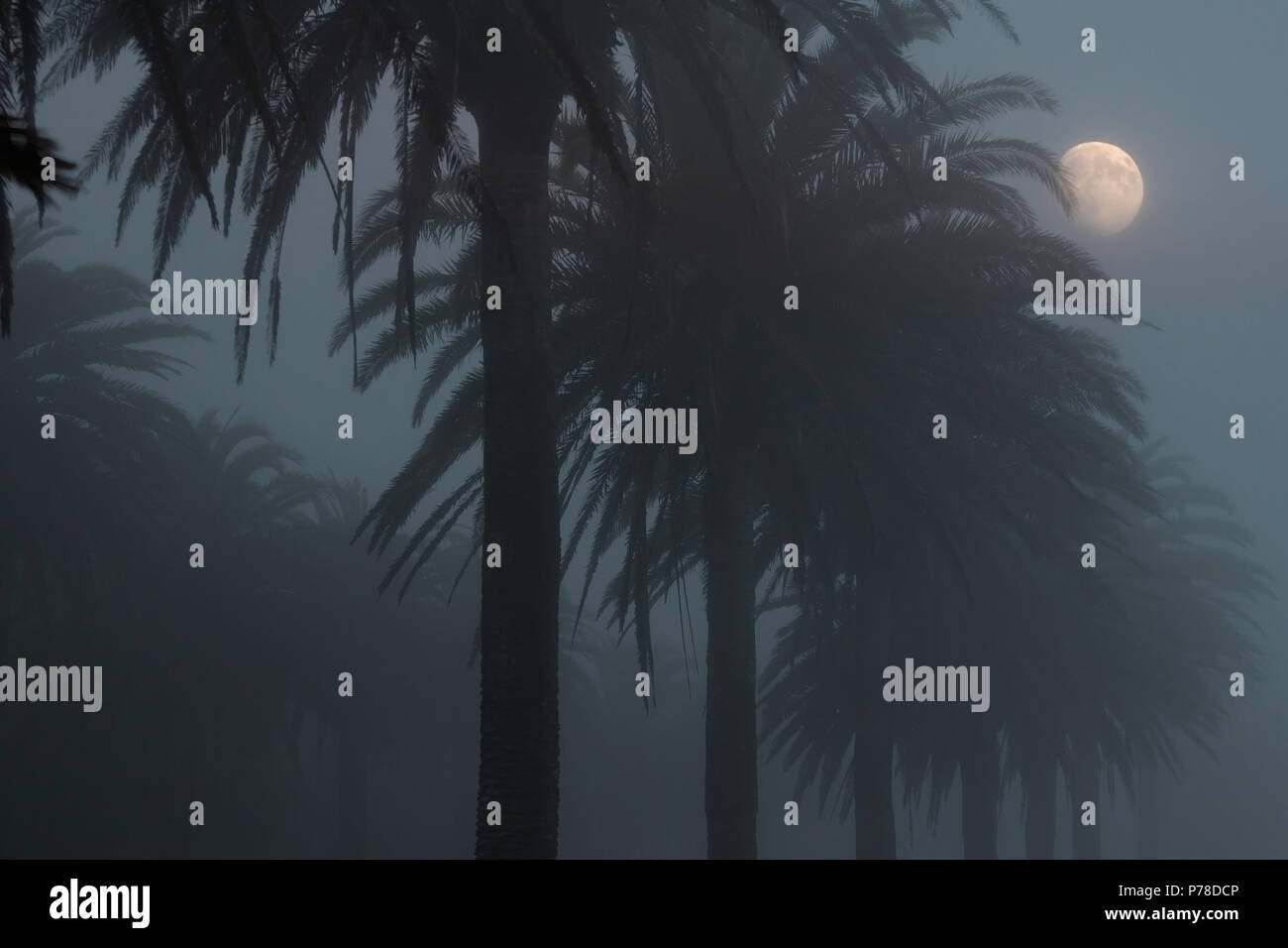 Rising over palm trees hi-res stock photography and images - Alamy