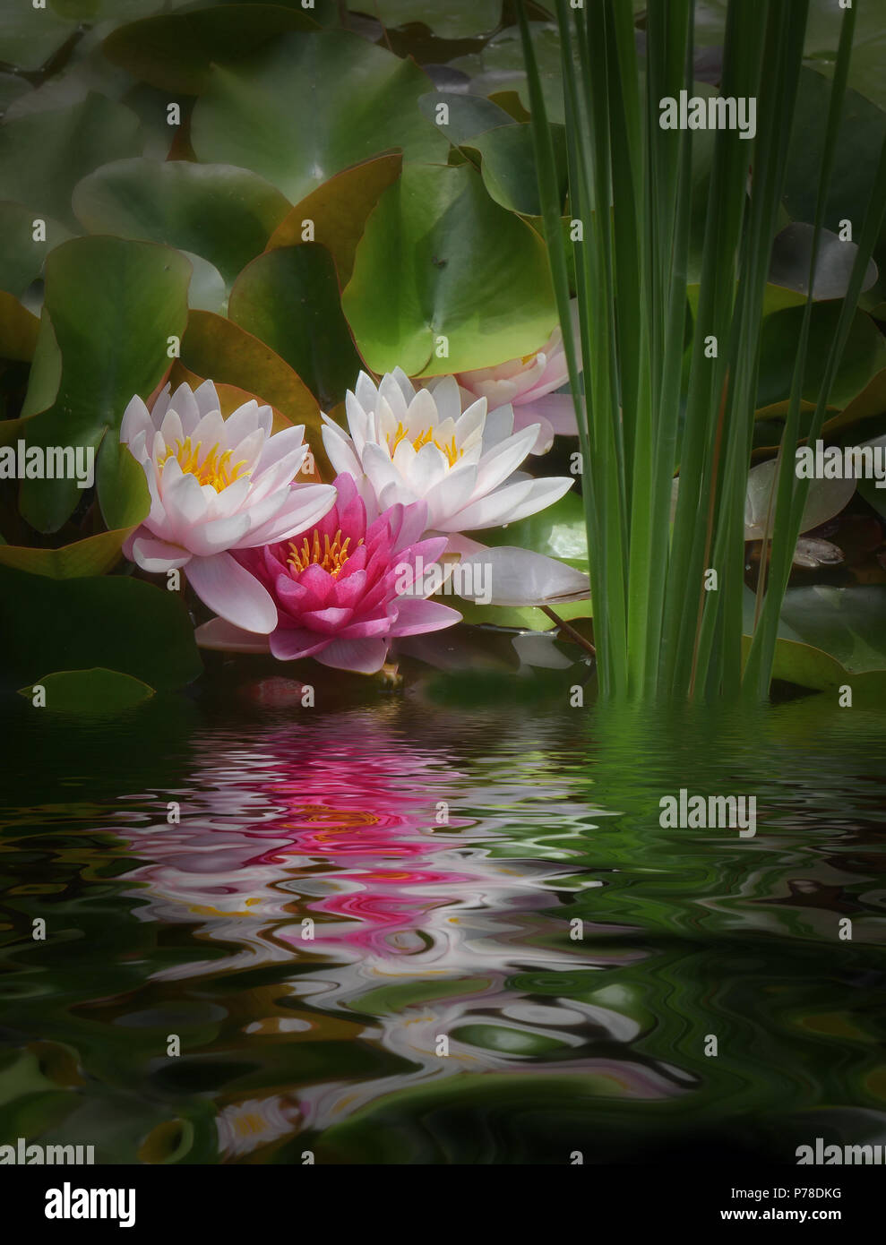 Three lilies hi-res stock photography and images - Alamy
