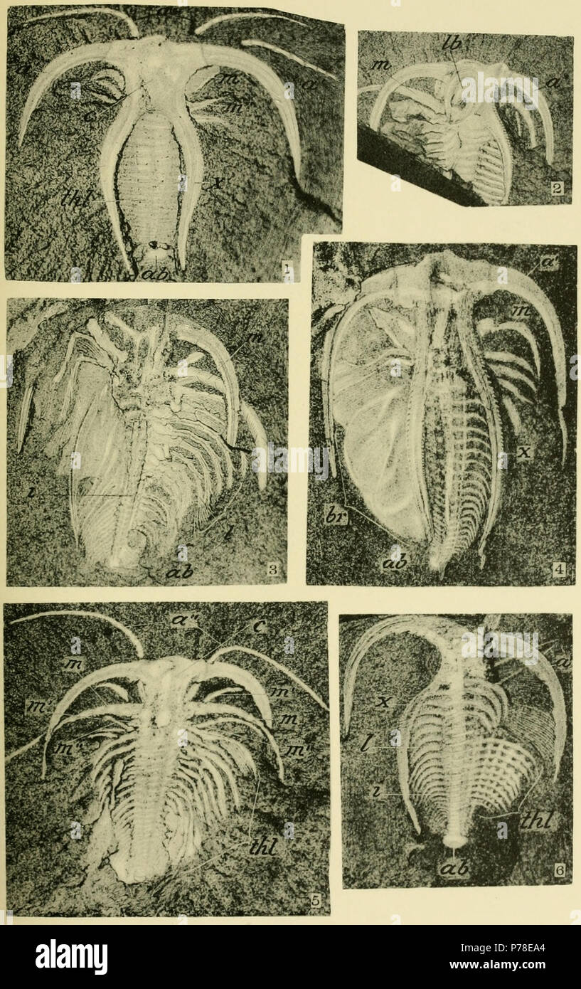 Plate 26: Middle Cambrian Crustaceans (Marrella) 1. Marrella splendens ...