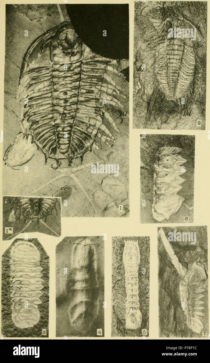 Ptychoparia hi-res stock photography and images - Alamy