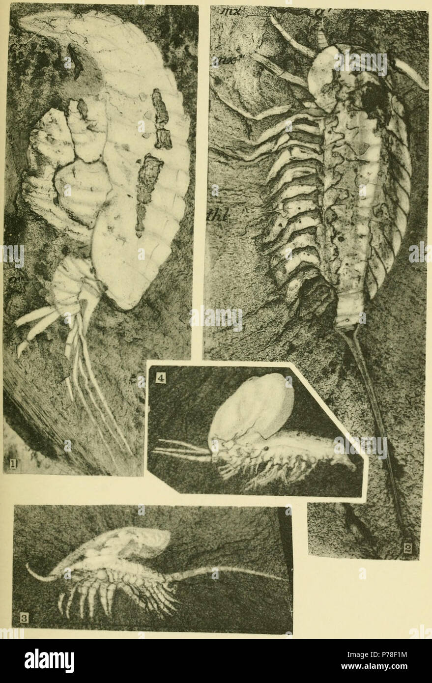 Plate 30: Middle Cambrian Crustaceans (Bidentia, Emeraldella, and ...