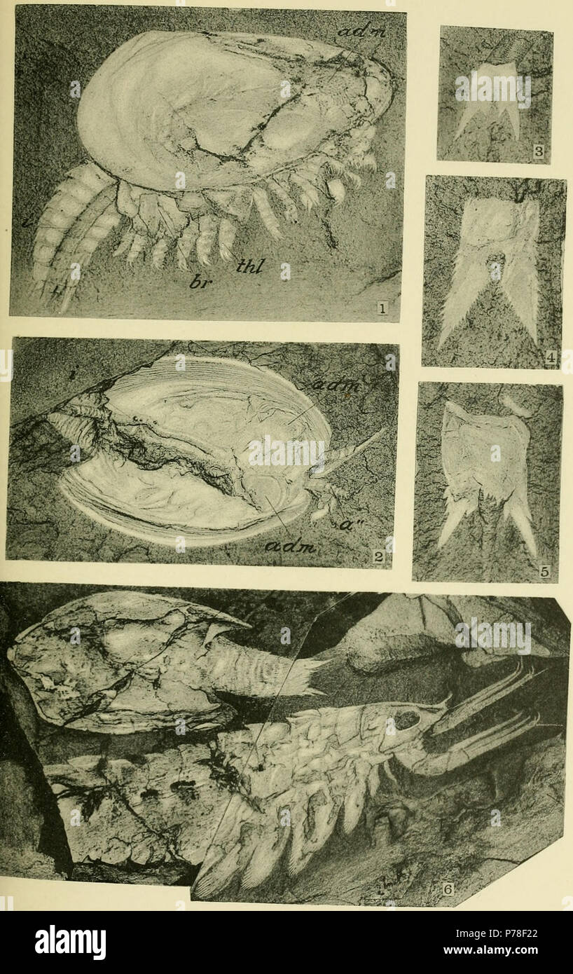 Plate 31: Middle Cambrian Crustaceans (Hymenocaris and Leanchoilia) 1 ...