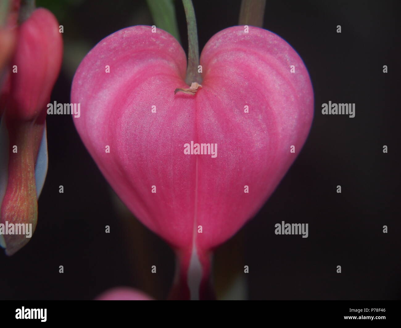 Red poppy bleeding hi-res stock photography and images - Alamy