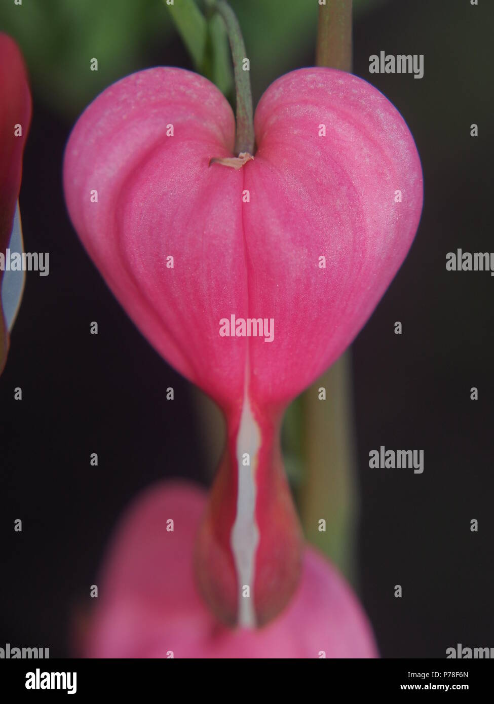 Red poppy bleeding hi-res stock photography and images - Alamy