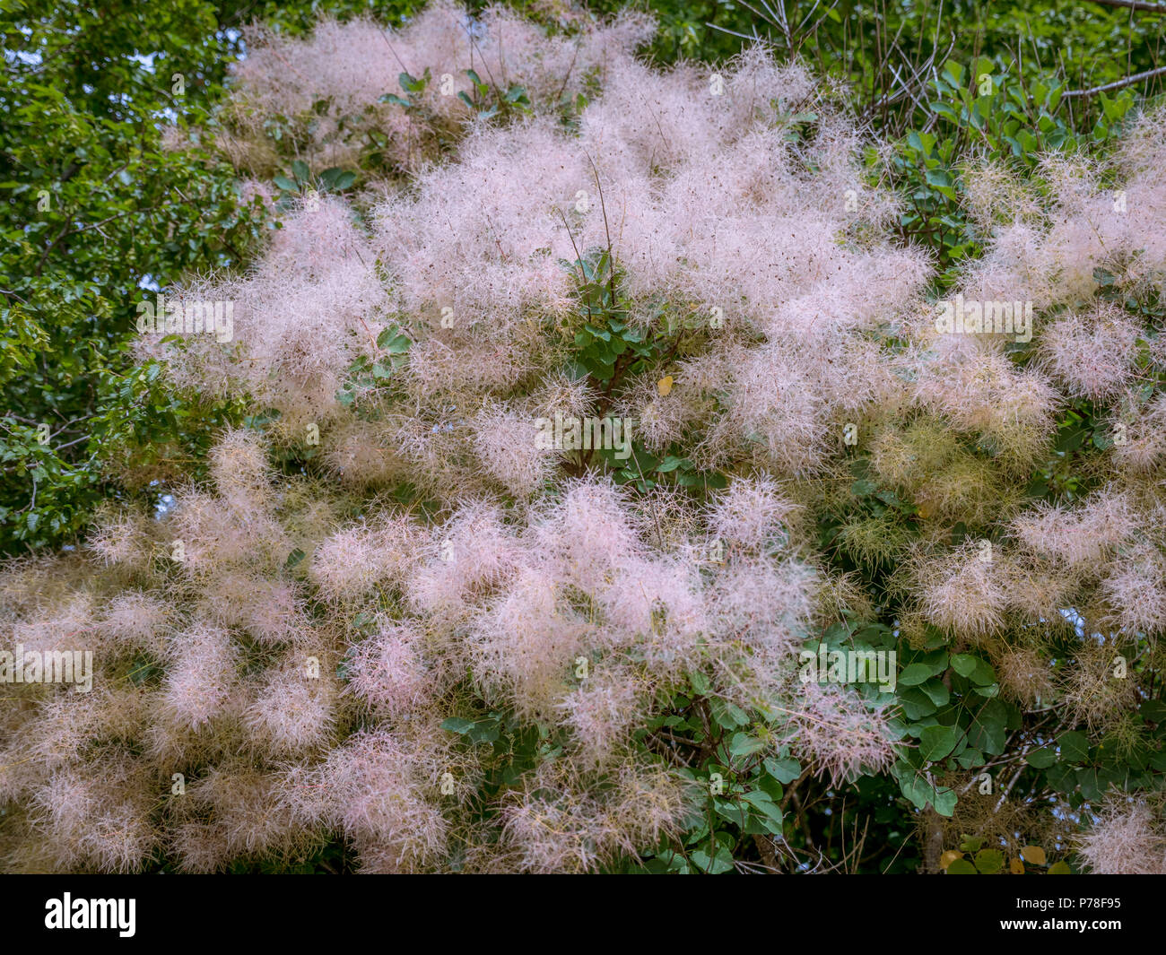 Smoke Tree (Cotinus coggygria), flowering, Croatia, Europe Stock Photo ...