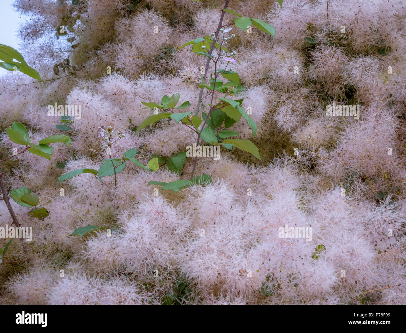 Venetian sumach smoketree cotinus coggygria hi-res stock photography ...