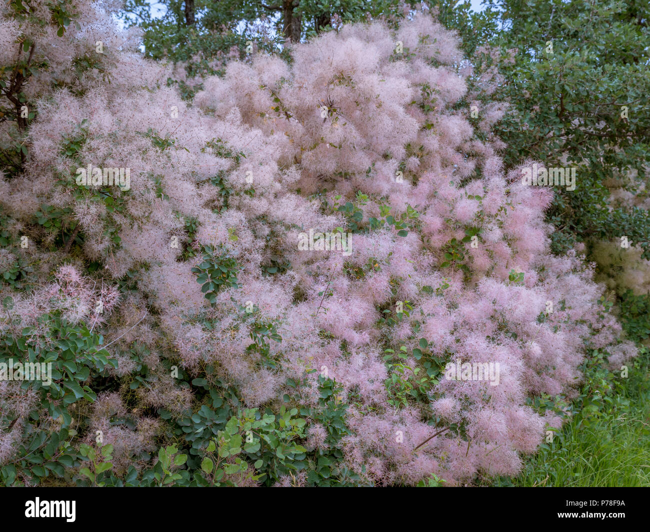 Smoke Tree (Cotinus coggygria), flowering, Croatia, Europe Stock Photo ...