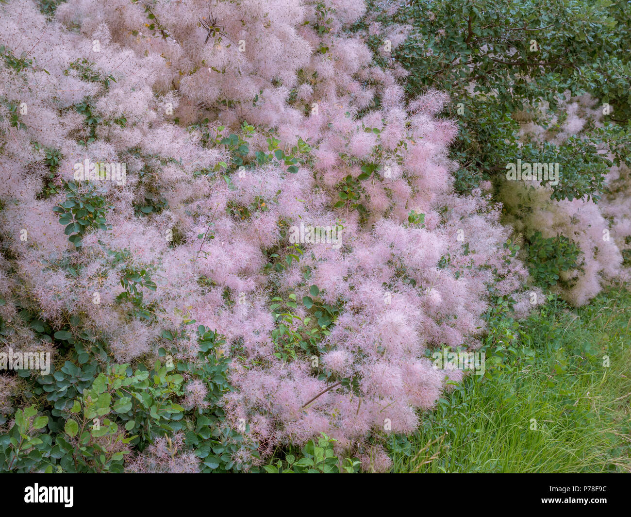 Smoke Tree (Cotinus coggygria), flowering, Croatia, Europe Stock Photo ...