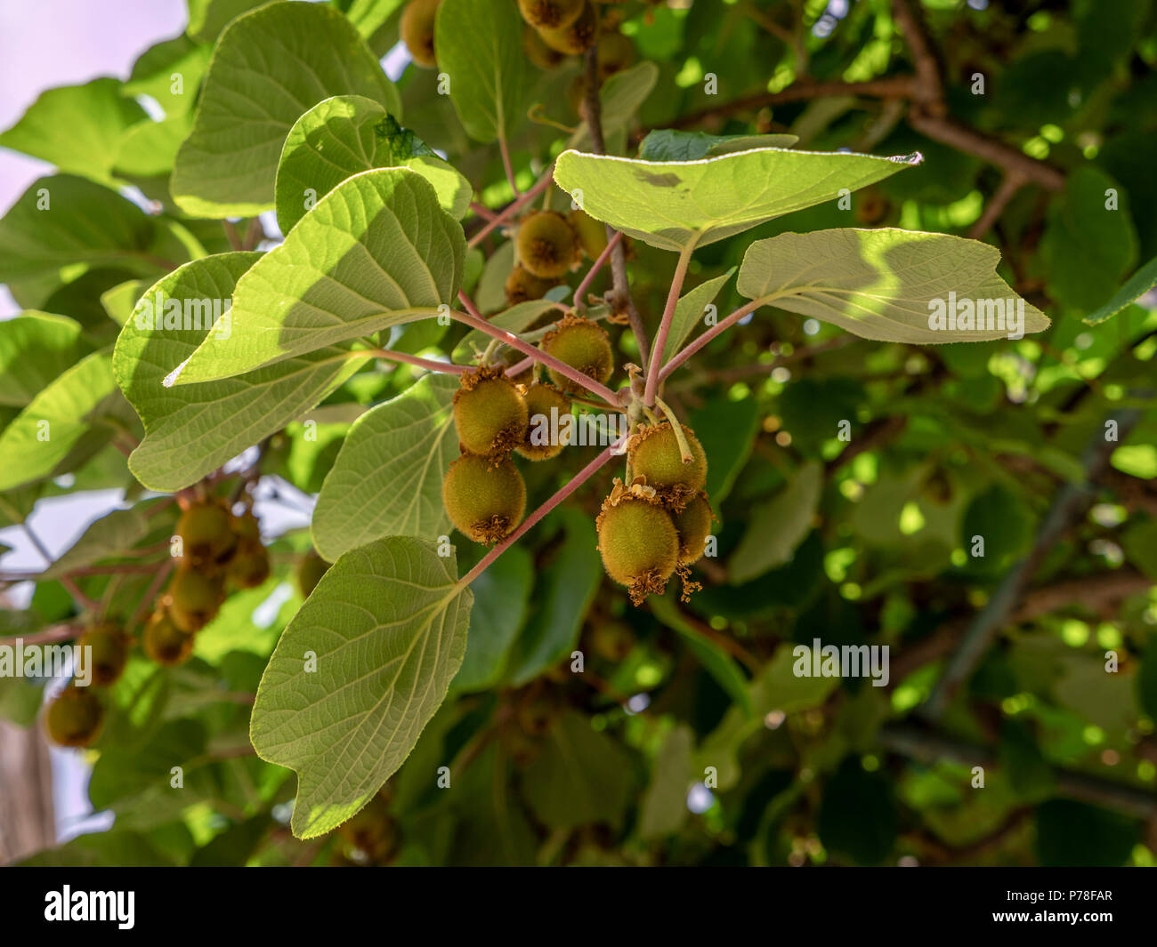 Chinese gooseberry hi-res stock photography and images - Alamy