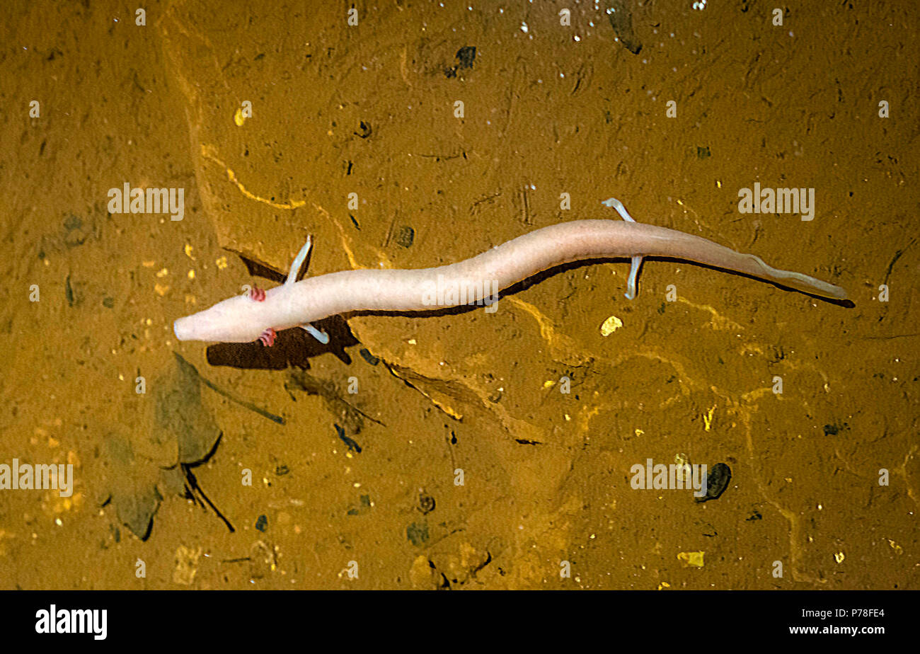 Olm - Proteus anguinus in the stalactite cave Nova Vas, Porec, Istria ...