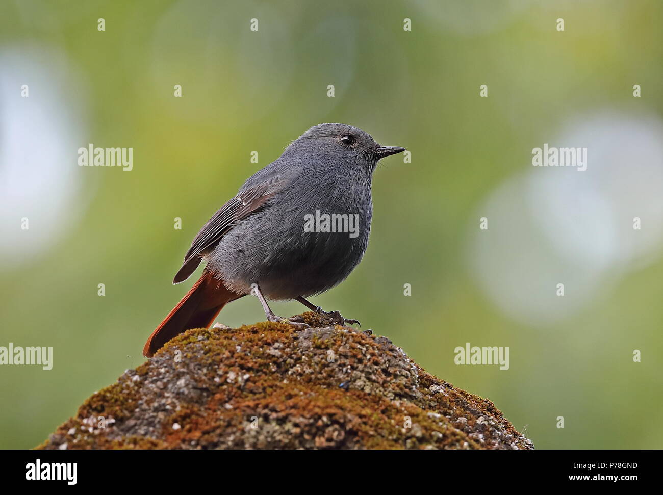 Redstarts hi-res stock photography and images - Alamy