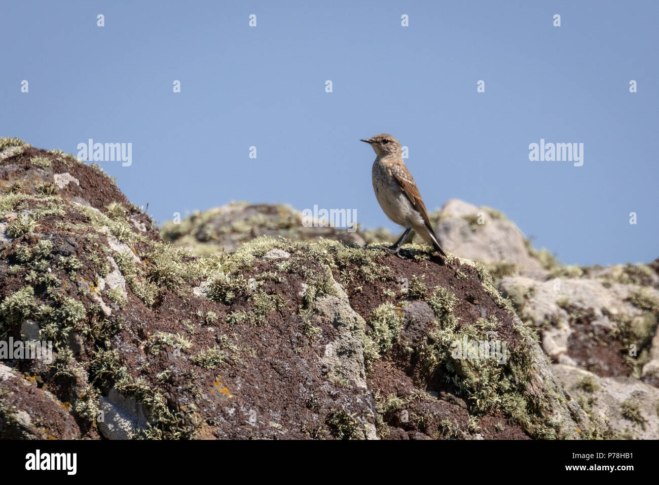 Rock pipit anthus petrosus animal hi-res stock photography and images ...