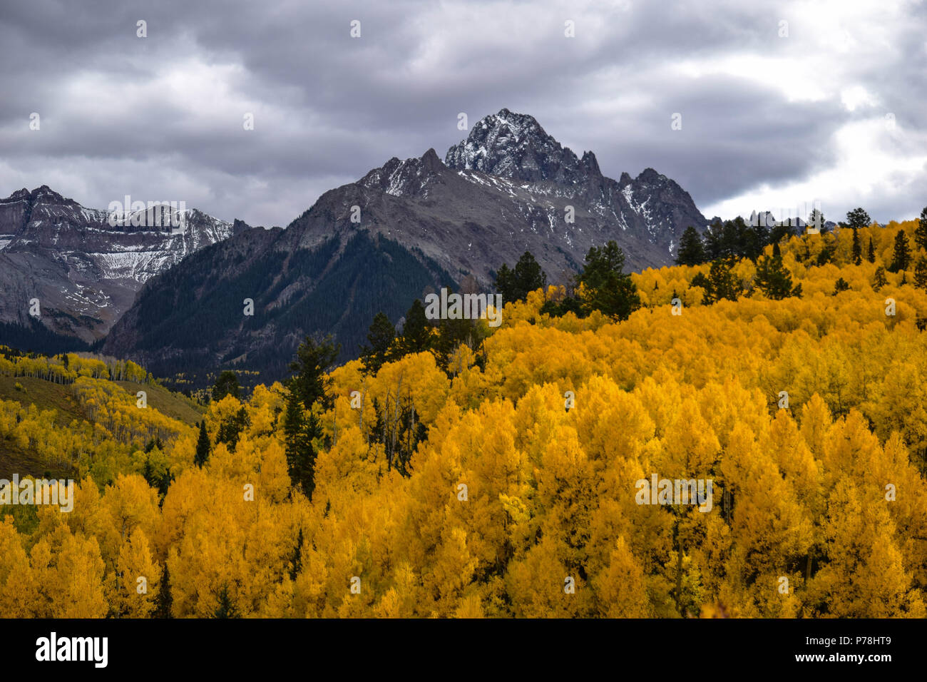 Colorado Gold on Full Display Stock Photo - Alamy