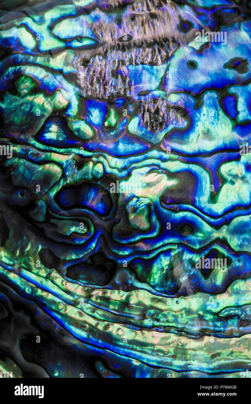 Paua shell abalone hi-res stock photography and images - Alamy